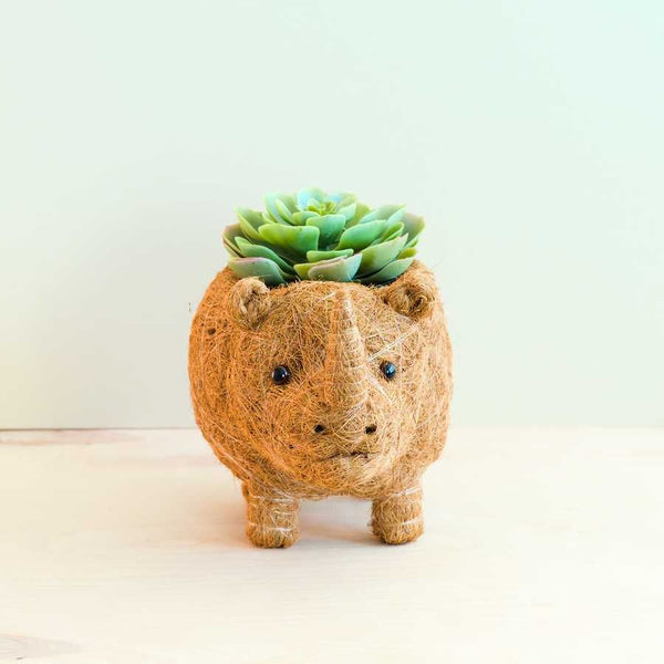Rhino Planter - Coco Coir Pot - Karma Kiss